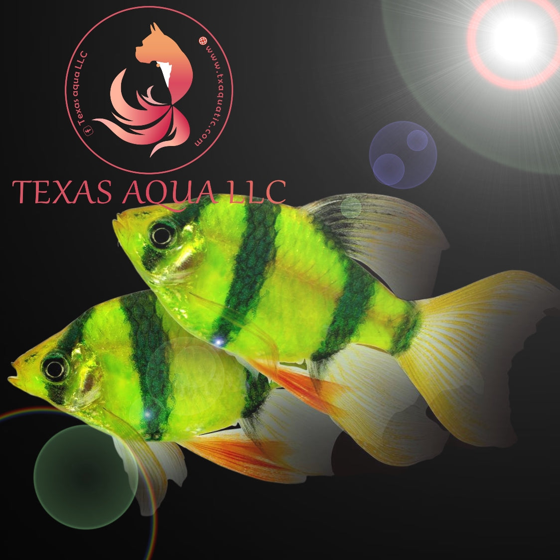 GLOW BARB LONGFIN – Texas Aqua LLC