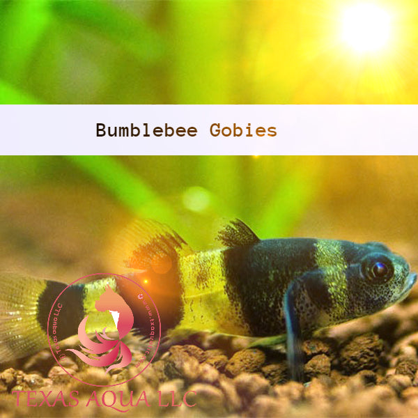 BUMBLEBEE GOBIES – Texas Aqua LLC