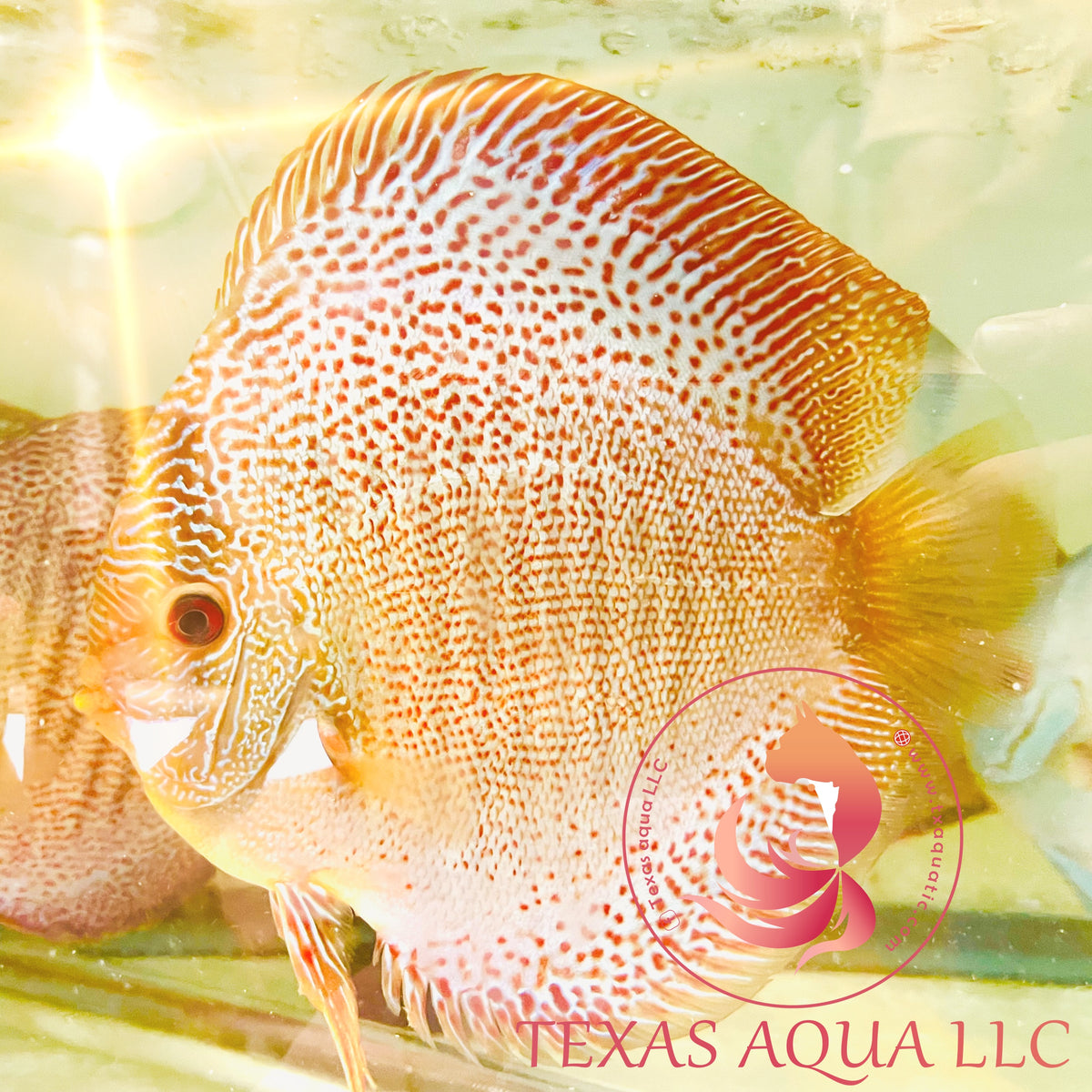 How To Treat Discus Flukes? – Texas Aqua LLC