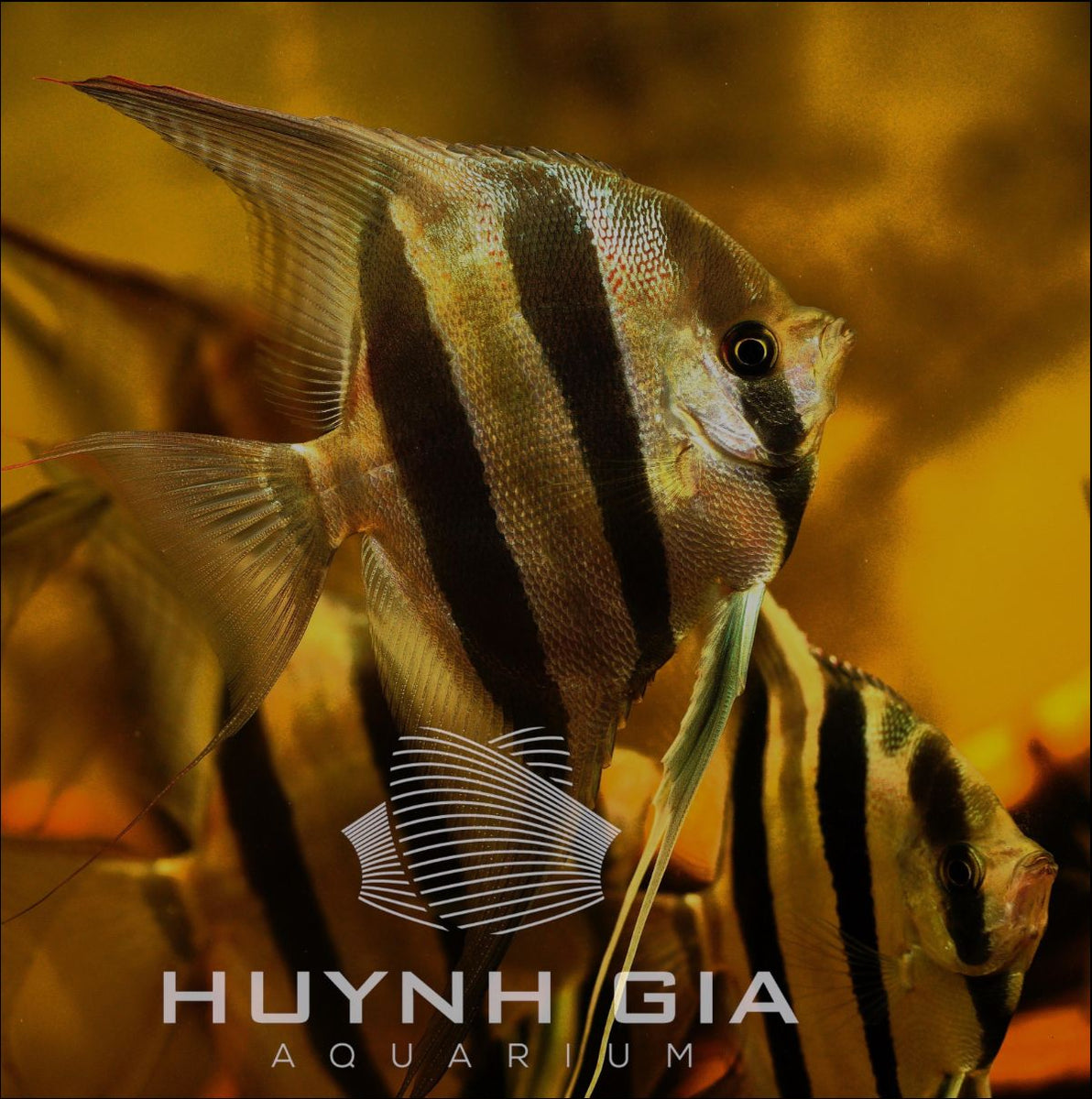 Angel Fish – Texas Aqua LLC