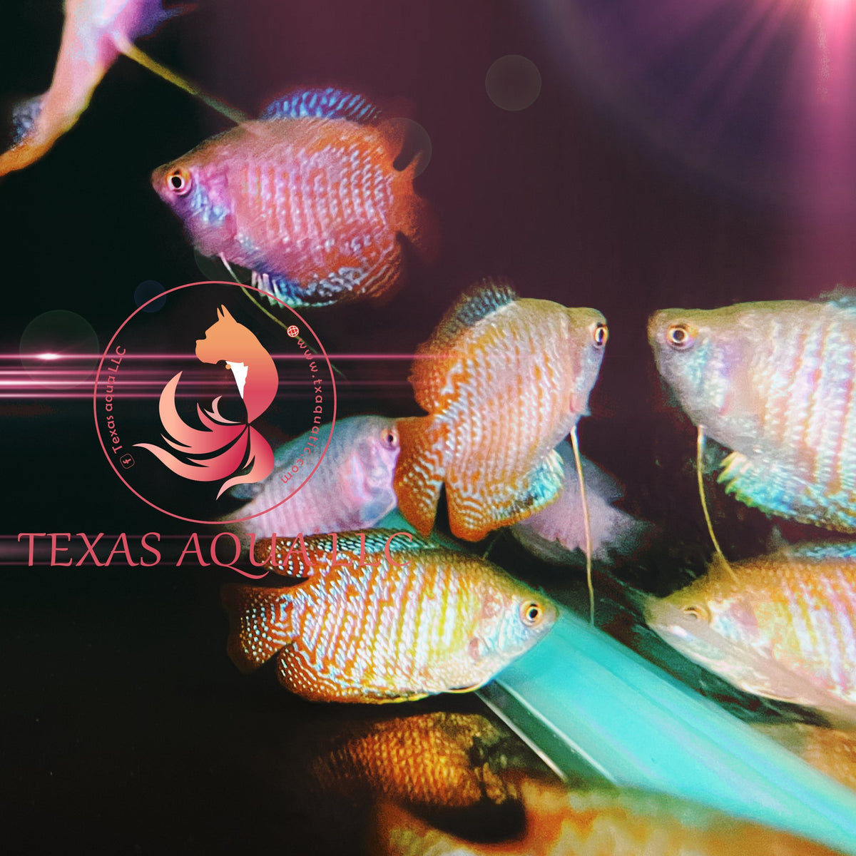 Community Fish – Texas Aqua LLC