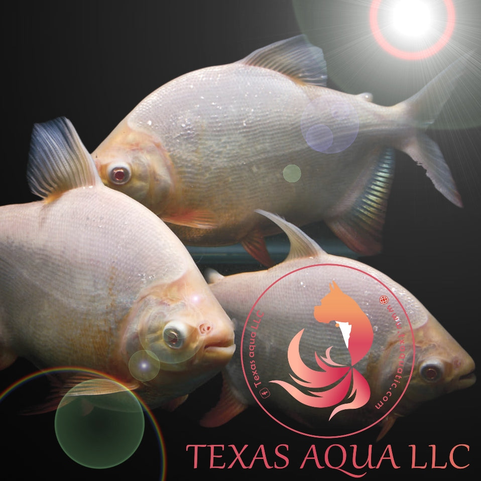 ALBINO PACU – Texas Aqua LLC
