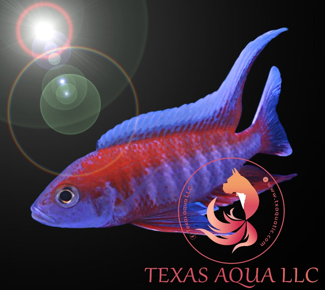 Eureka Red Peacock Cichlid