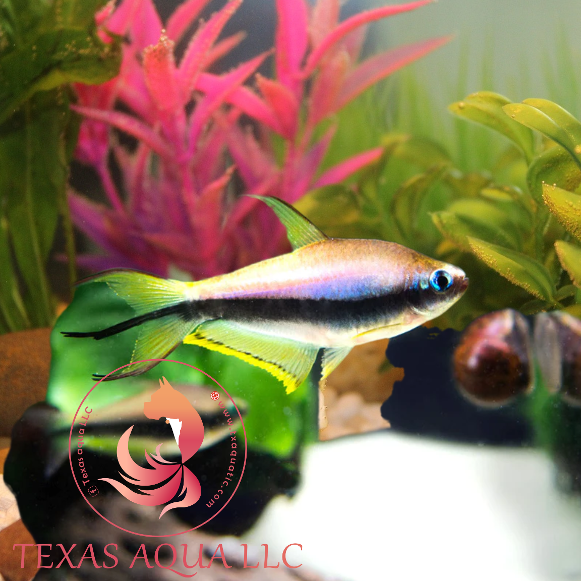 EMPEROR TETRA – Texas Aqua LLC