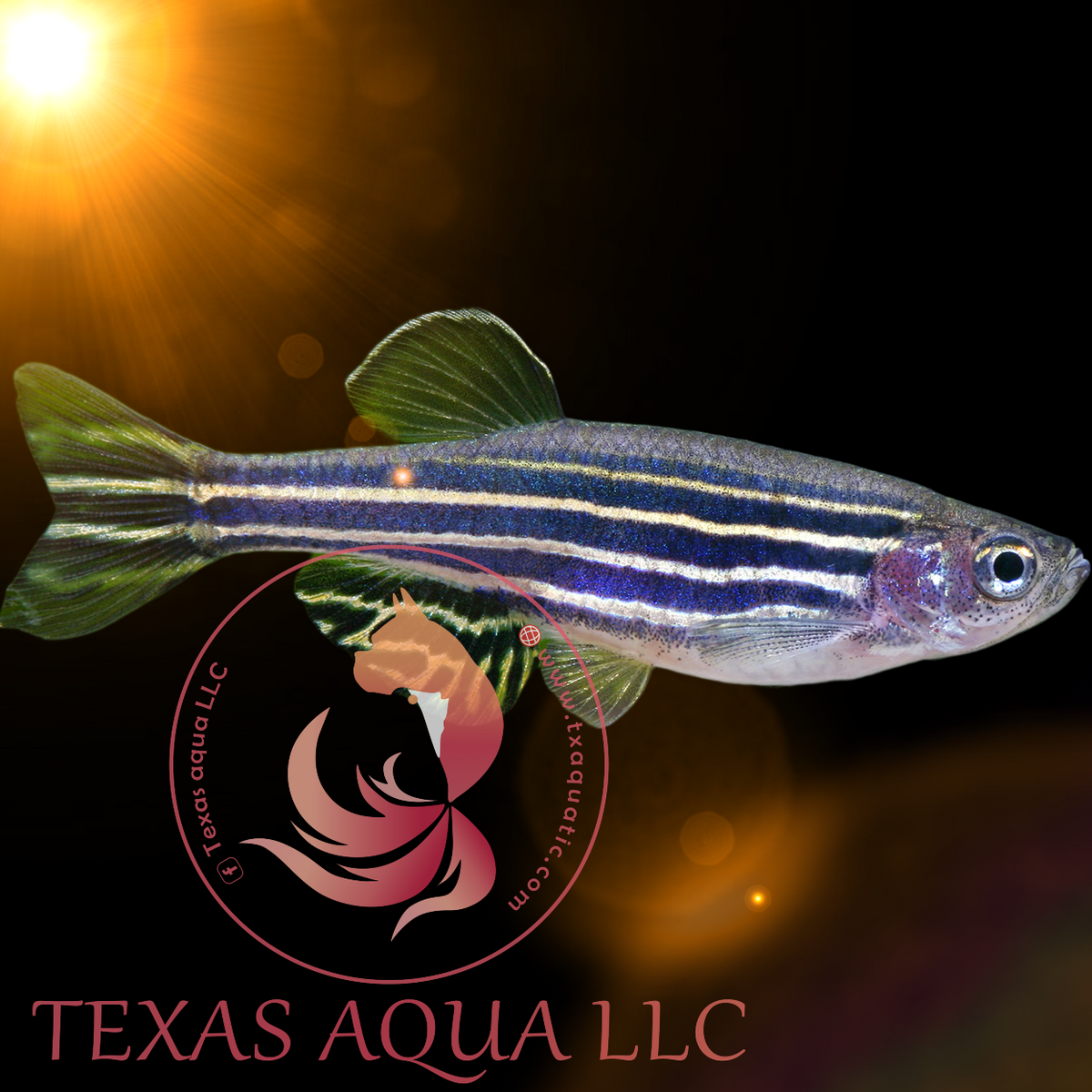 ZEBRA DANIO – Texas Aqua LLC