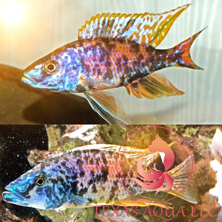 Cichlid Fish – Texas Aqua LLC