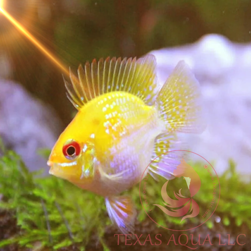 YELLOW RAM – Texas Aqua LLC