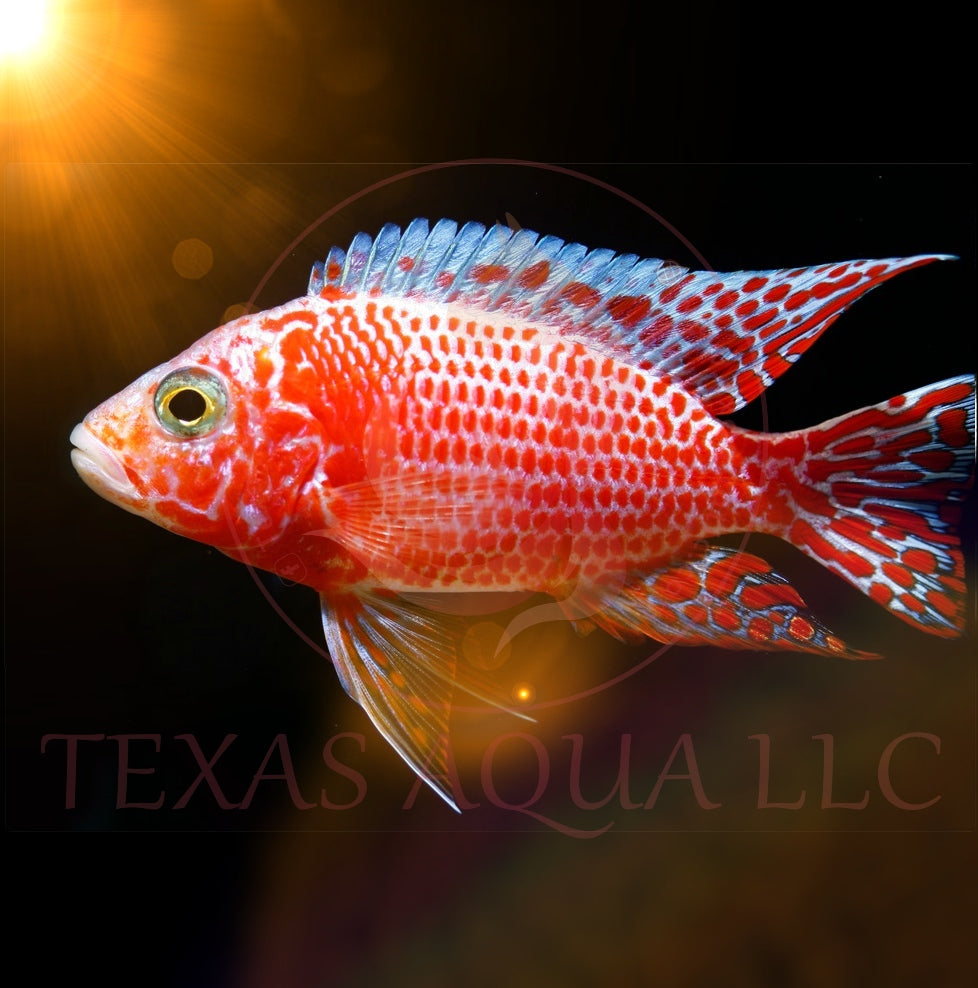 Cichlid Fish – Page 2 – Texas Aqua LLC