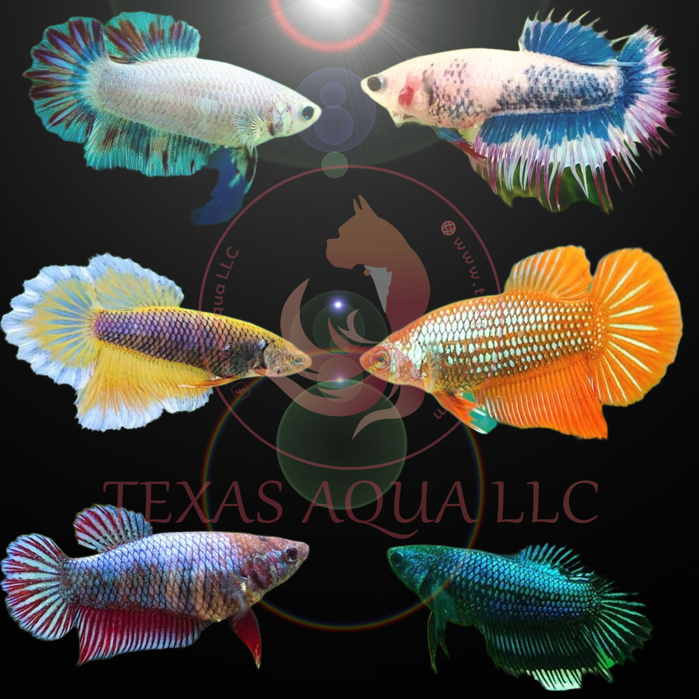 Female Betta Types 12 Types Of Betta