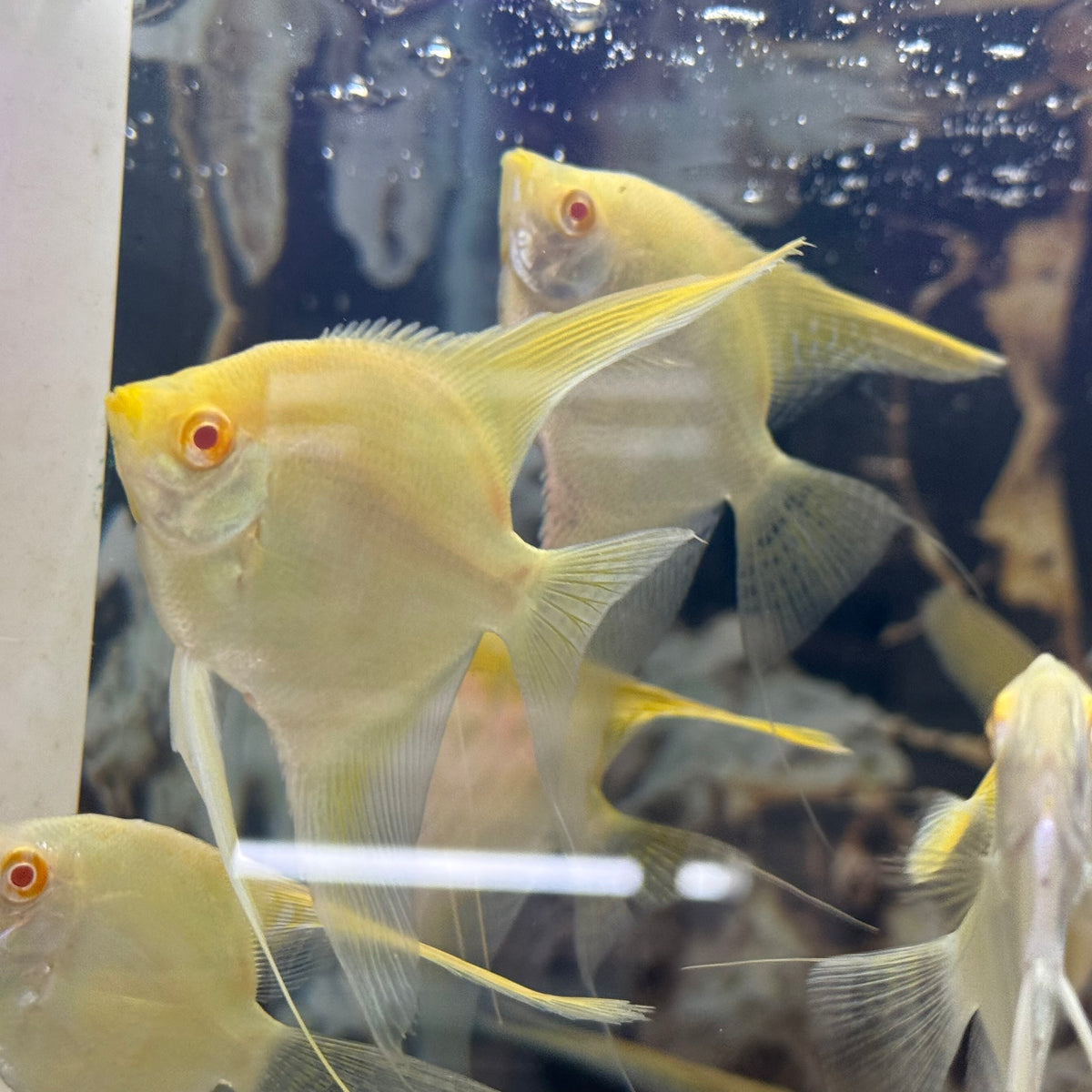 ALBINO GOLD ANGELFISH – Texas Aqua LLC