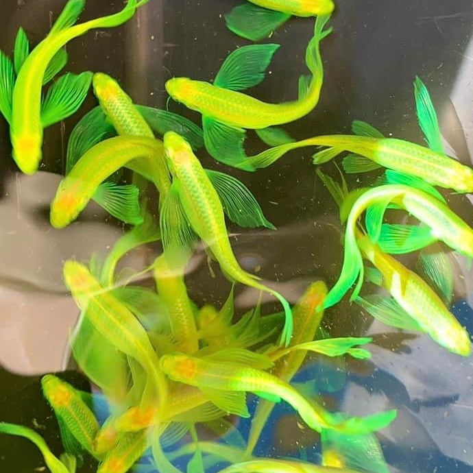 LONG FIN DANIO – Texas Aqua LLC