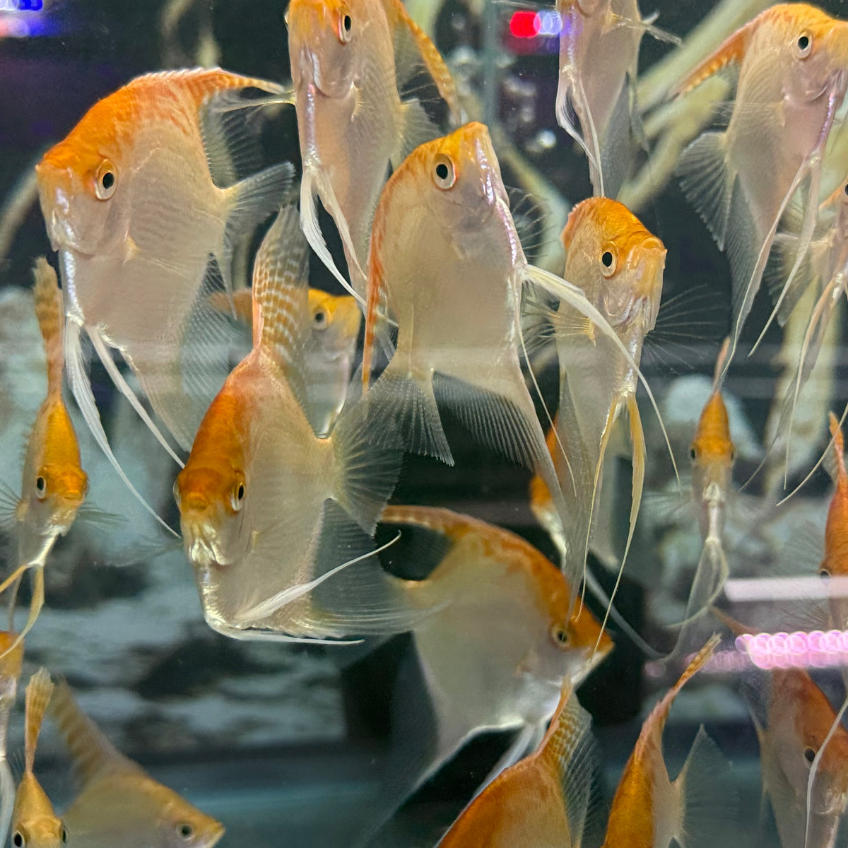 ROSE GOLD ANGELFISH – Texas Aqua LLC