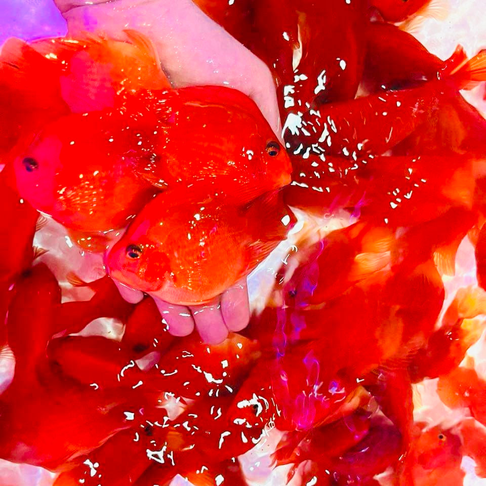 RED INGOT – Texas Aqua LLC