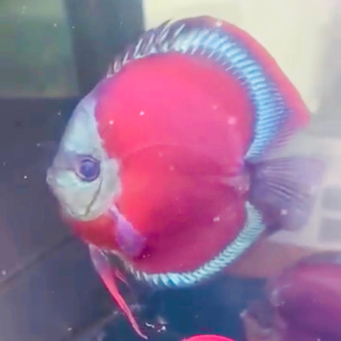 RED COVER BLUE RIM – Texas Aqua LLC