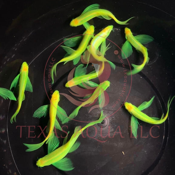 LONG FIN DANIO – Texas Aqua LLC