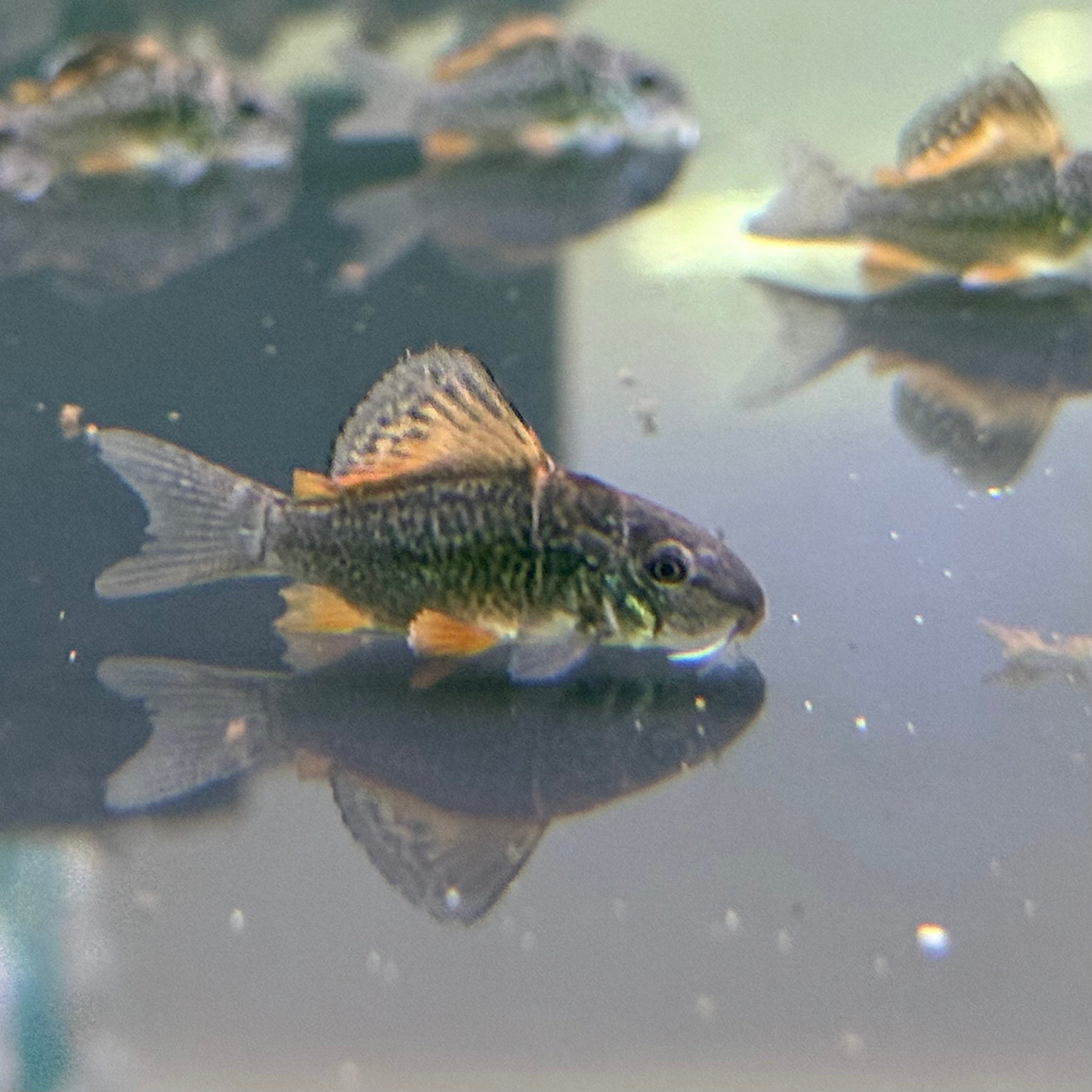 FLOWER CORY – Texas Aqua LLC