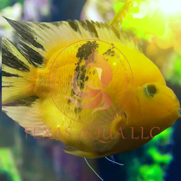 YELLOW TIGER PARROT – Texas Aqua LLC
