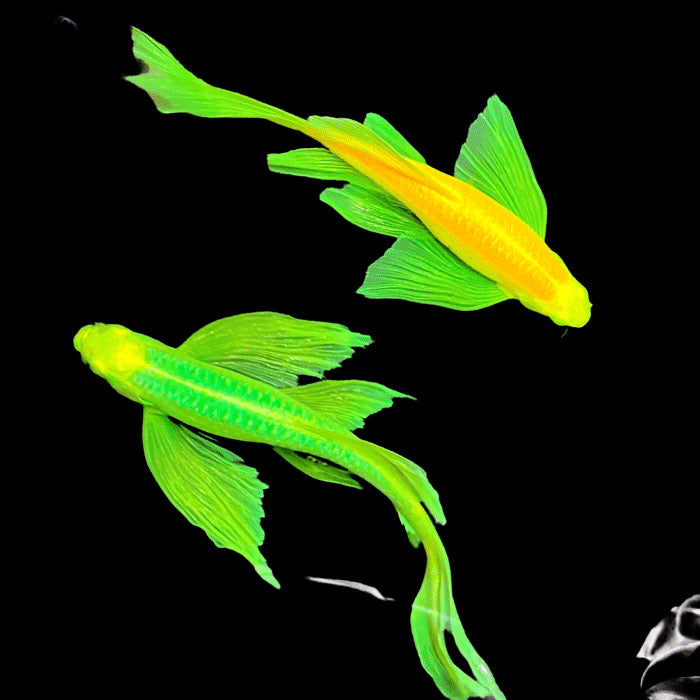 LONG FIN DANIO – Texas Aqua LLC