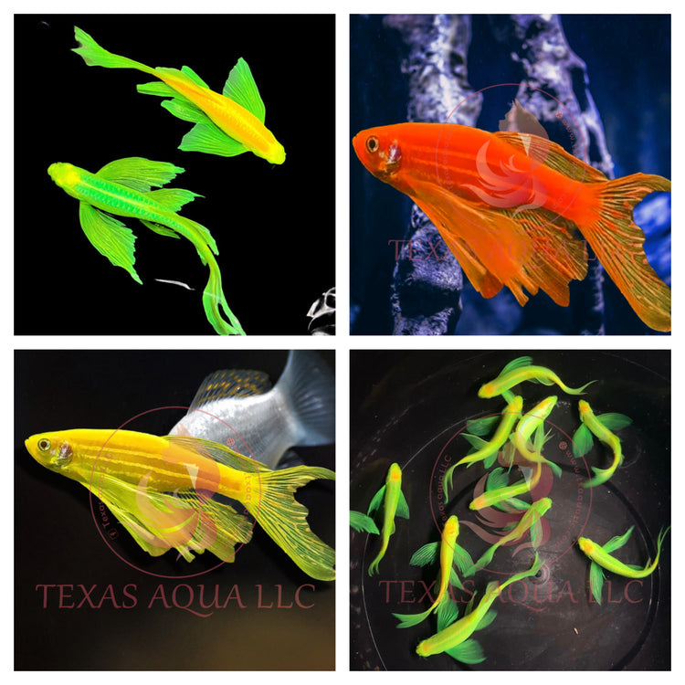 LONG FIN DANIO – Texas Aqua LLC