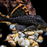 L190 ROYAL PLECO – Texas Aqua LLC