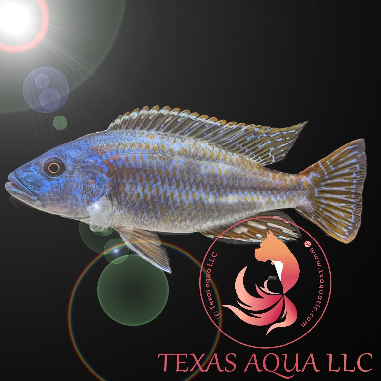 FUSCO CICHLID – Texas Aqua LLC
