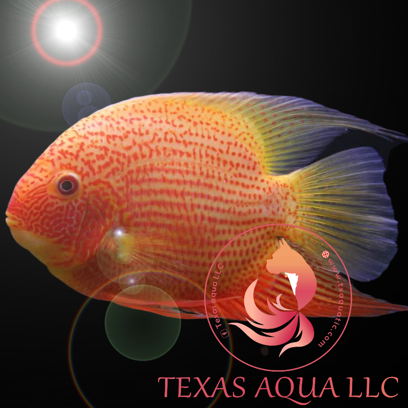 RED SPOT SEVERUM – Texas Aqua LLC