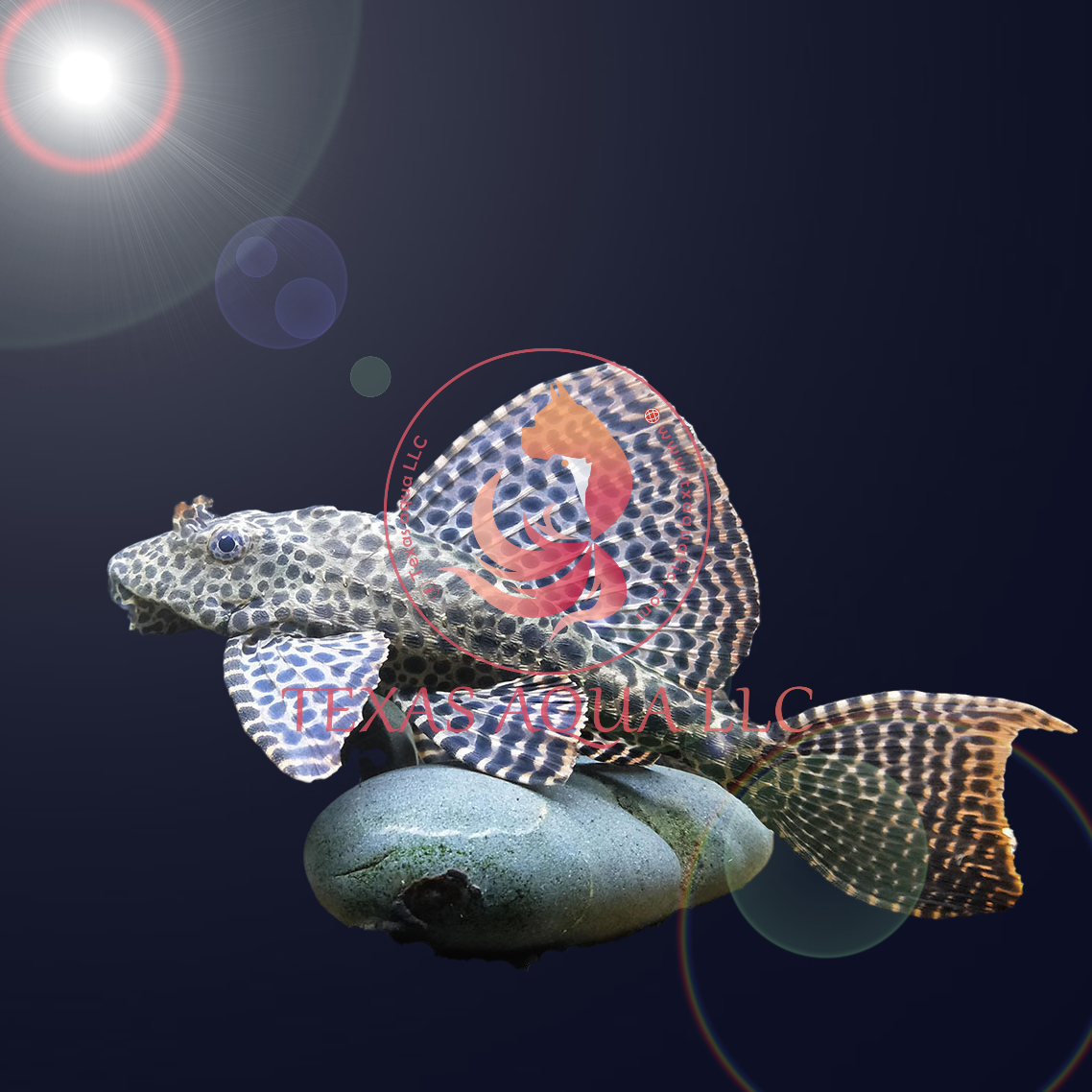 L190 ROYAL PLECO – Texas Aqua LLC