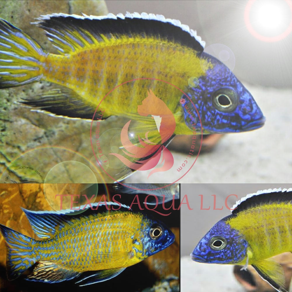 BLUE NEON PEACOCK – Texas Aqua LLC