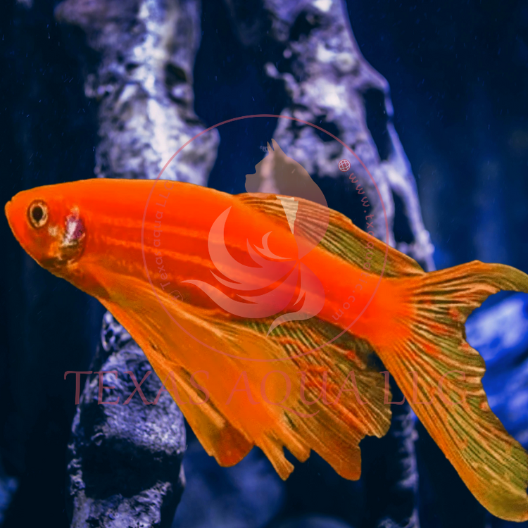 LONG FIN DANIO – Texas Aqua LLC