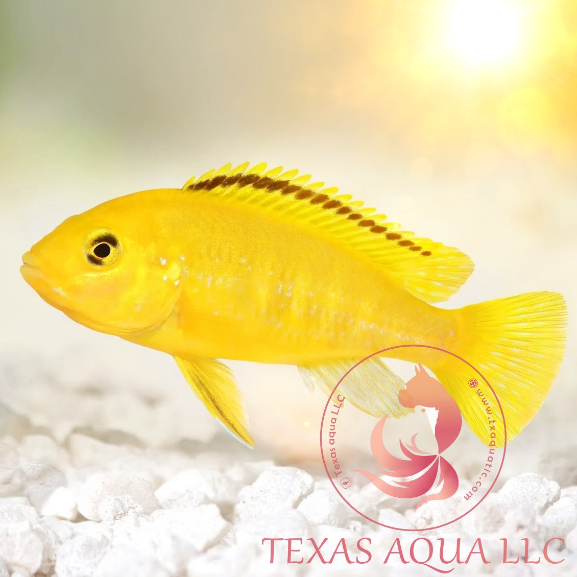 ELECTRIC YELLOW LAB – Texas Aqua LLC
