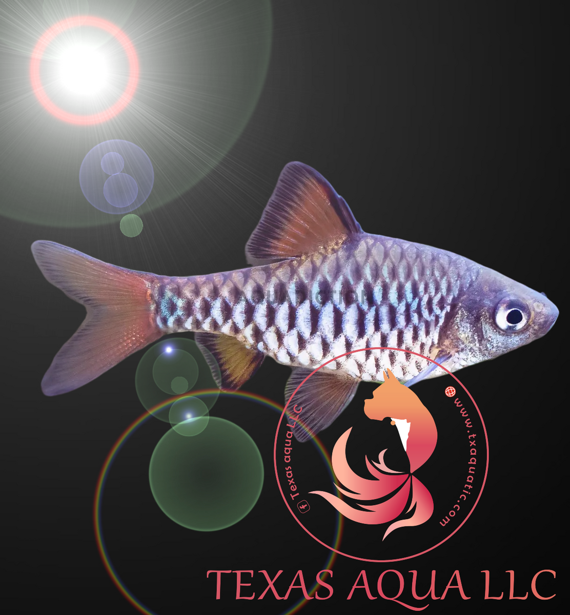 CHECKERED BARB – Texas Aqua LLC