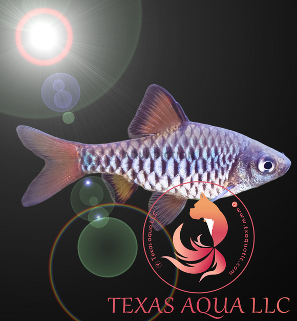 CHECKERED BARB – Texas Aqua LLC