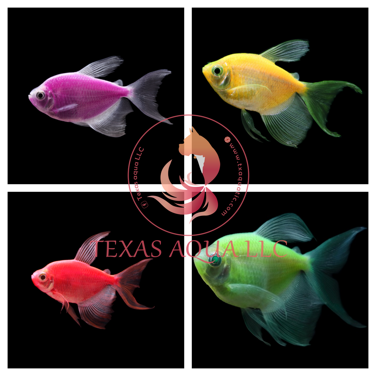 GLOFISH LONG/SHORT FIN – Texas Aqua LLC