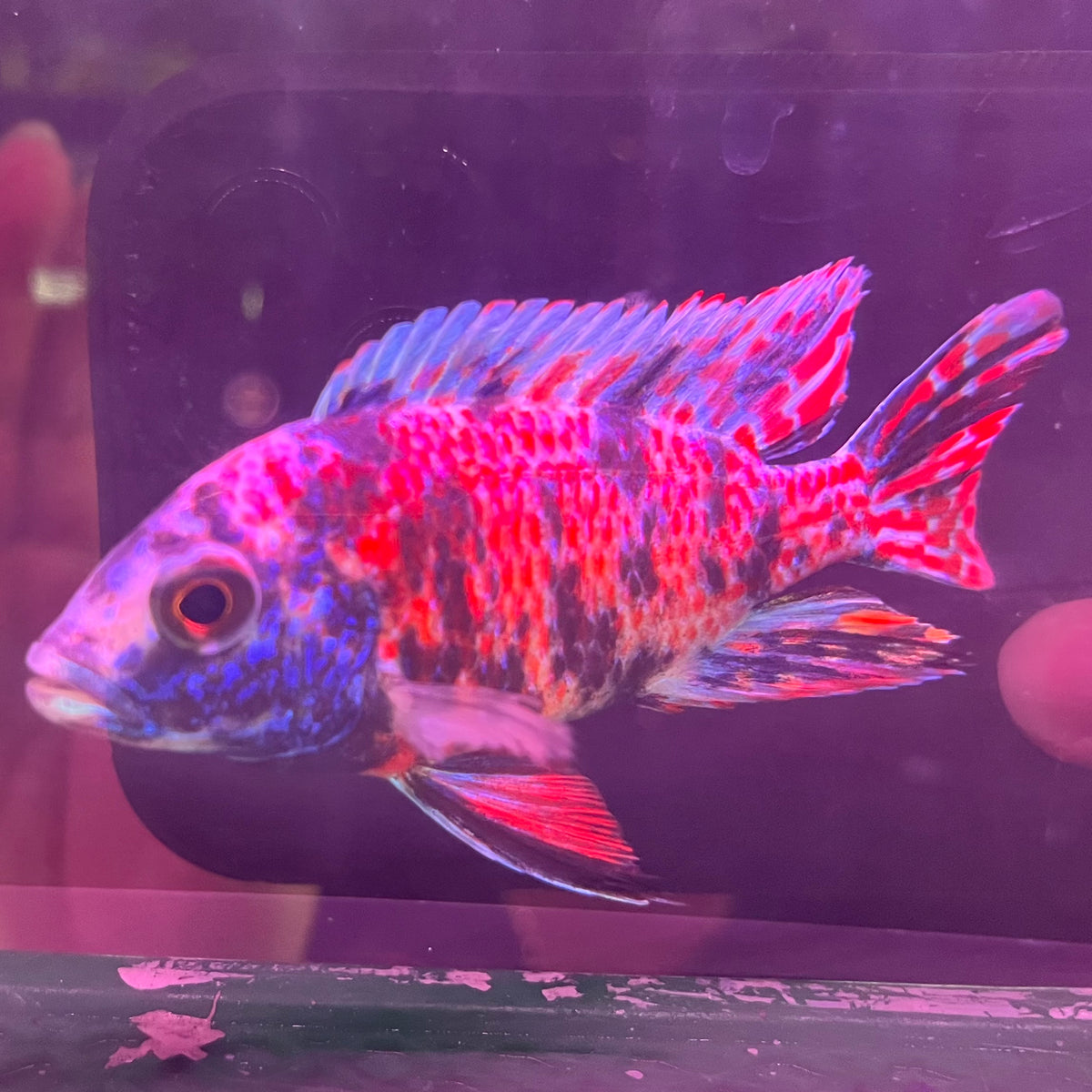 SUPPER RED OB – Texas Aqua LLC