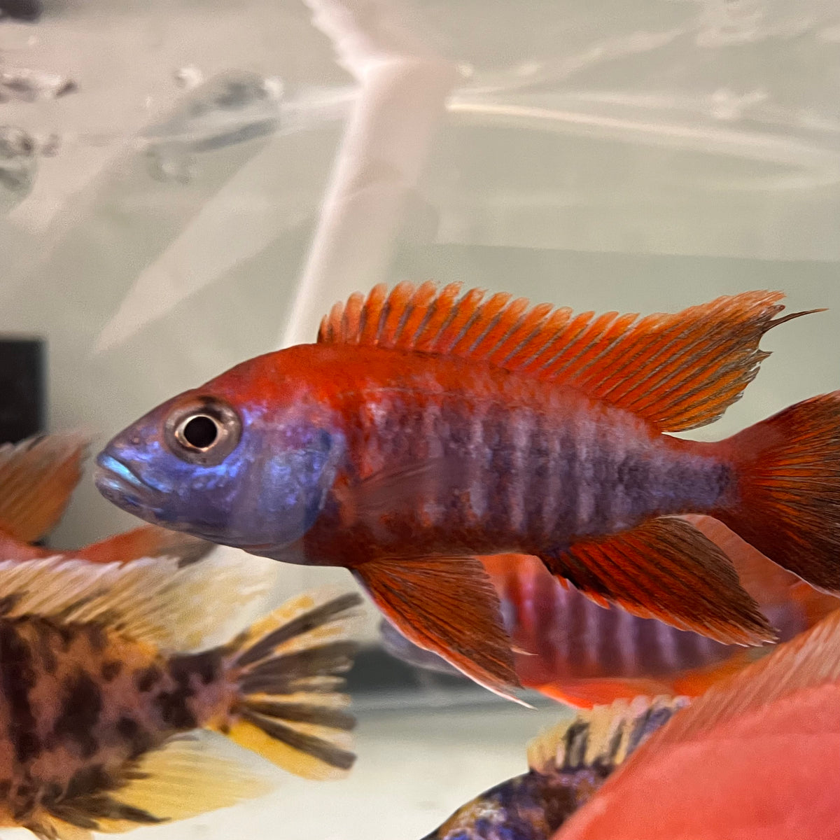 EUREKA RED JAKE – Texas Aqua LLC