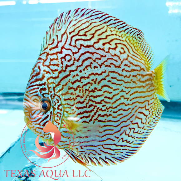 MAZE LEOPARD – Texas Aqua LLC