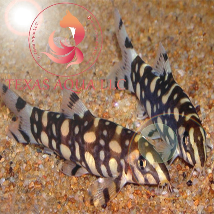 ANGELICUS LOACH – Texas Aqua LLC