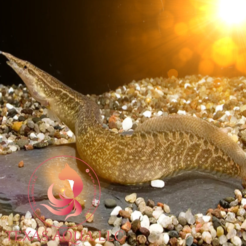 ZIG ZAG EEL – Texas Aqua LLC