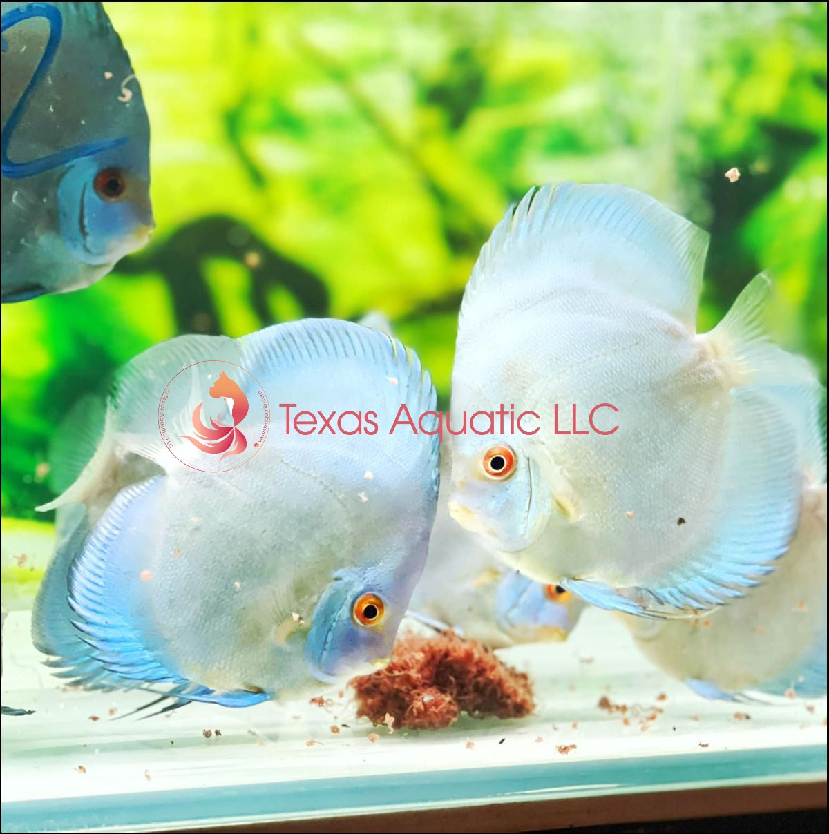 4 PACKS DISCUS – Texas Aqua LLC