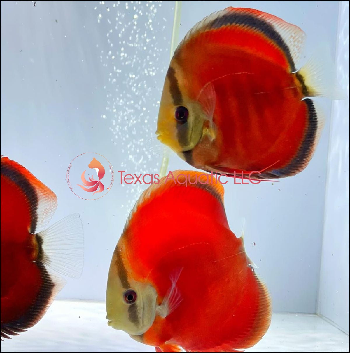 4 PACKS DISCUS – Texas Aqua LLC