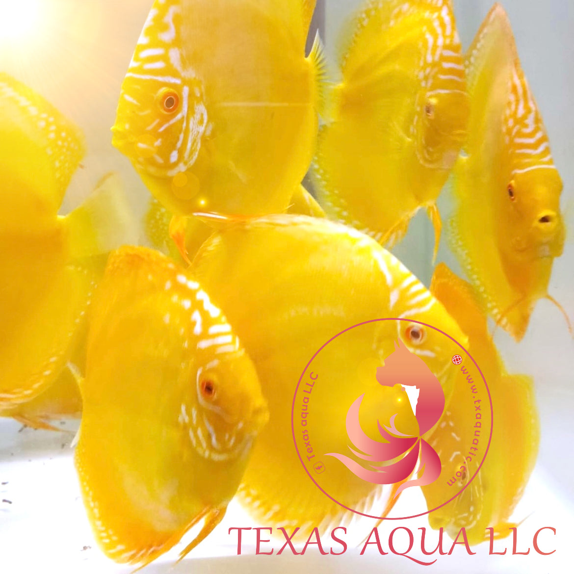 AB GOLDEN RAFFLESIA – Texas Aqua LLC
