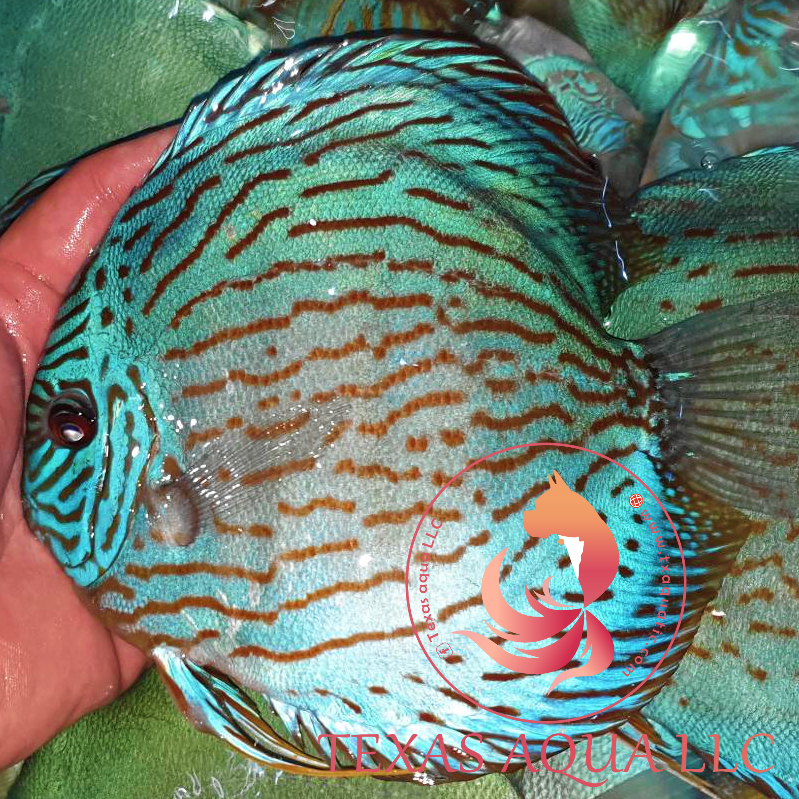 BLUE TURQUOISE – Texas Aqua LLC