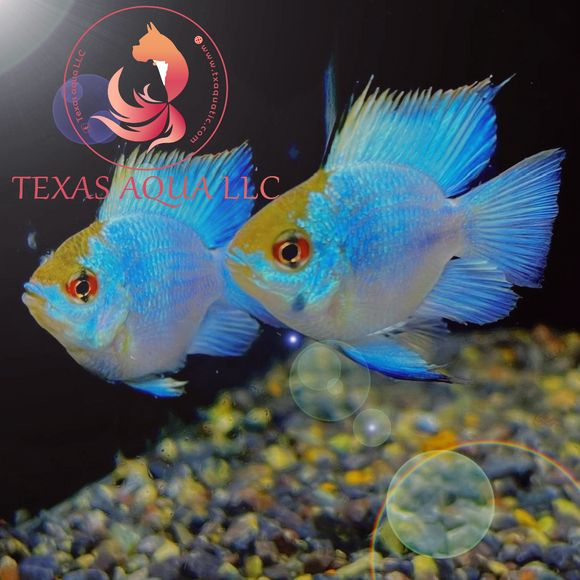 ELECTRIC BLUE RAM – Texas Aqua LLC