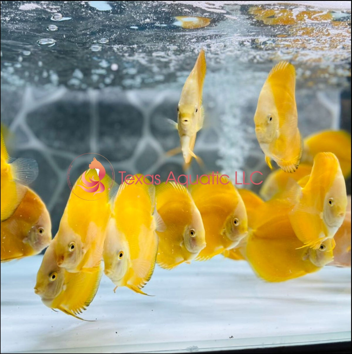 GOLDEN DISCUS – Texas Aqua LLC