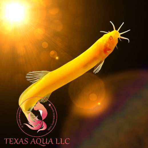GOLD DOJO LOACH – Texas Aqua LLC