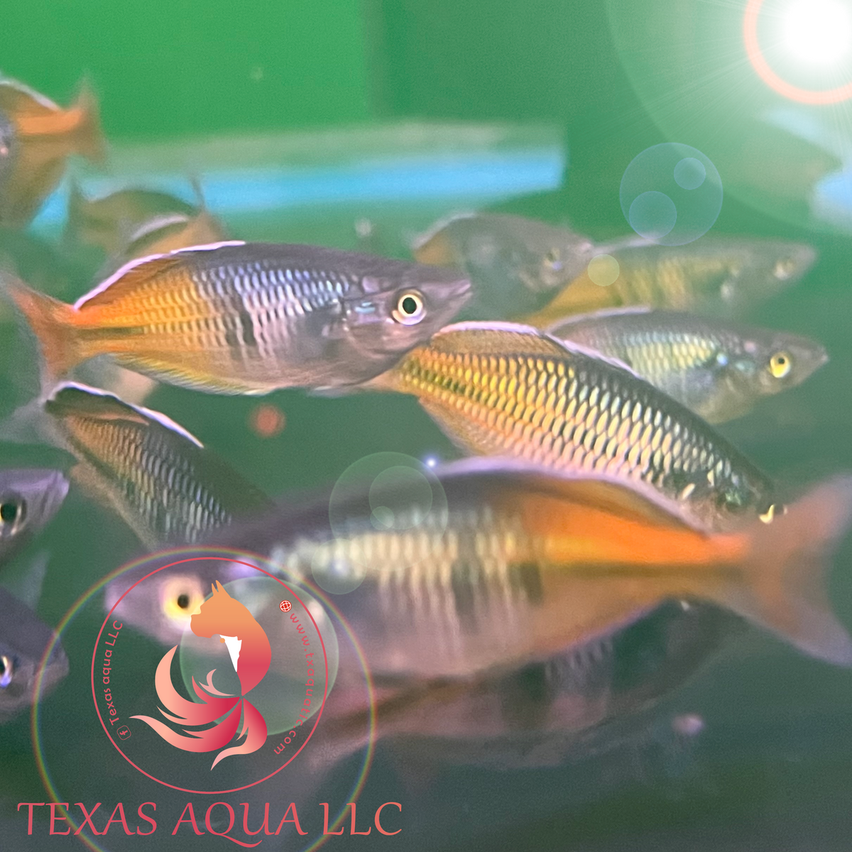 RAINBOW FISH – Texas Aqua LLC