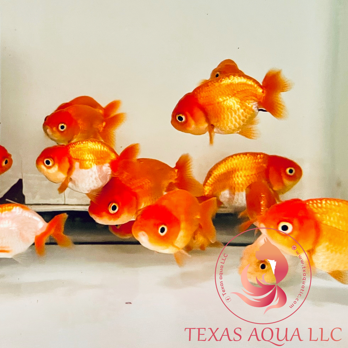 LION HEAD RANCHU – Texas Aqua LLC