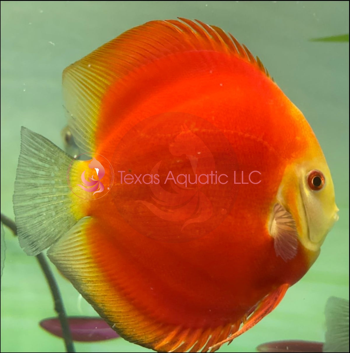 RGD – Texas Aqua LLC