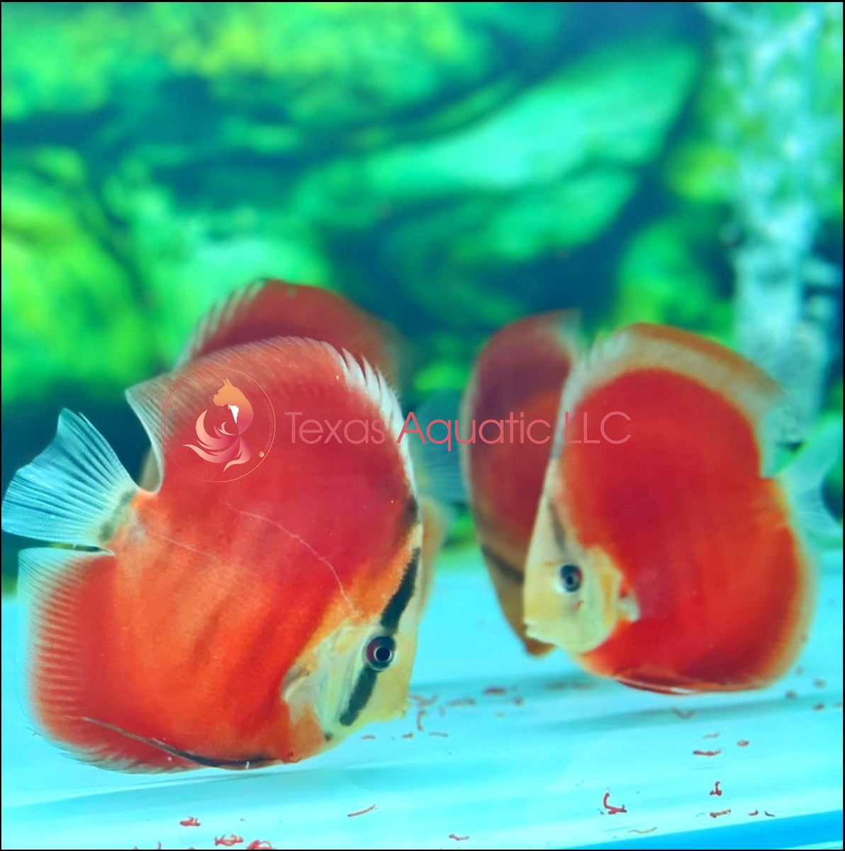 ROSE DISCUS – Texas Aqua LLC