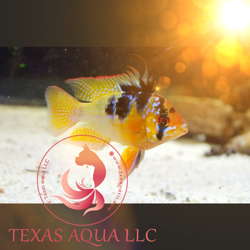 GERMAN BLUE RAM – Texas Aqua LLC